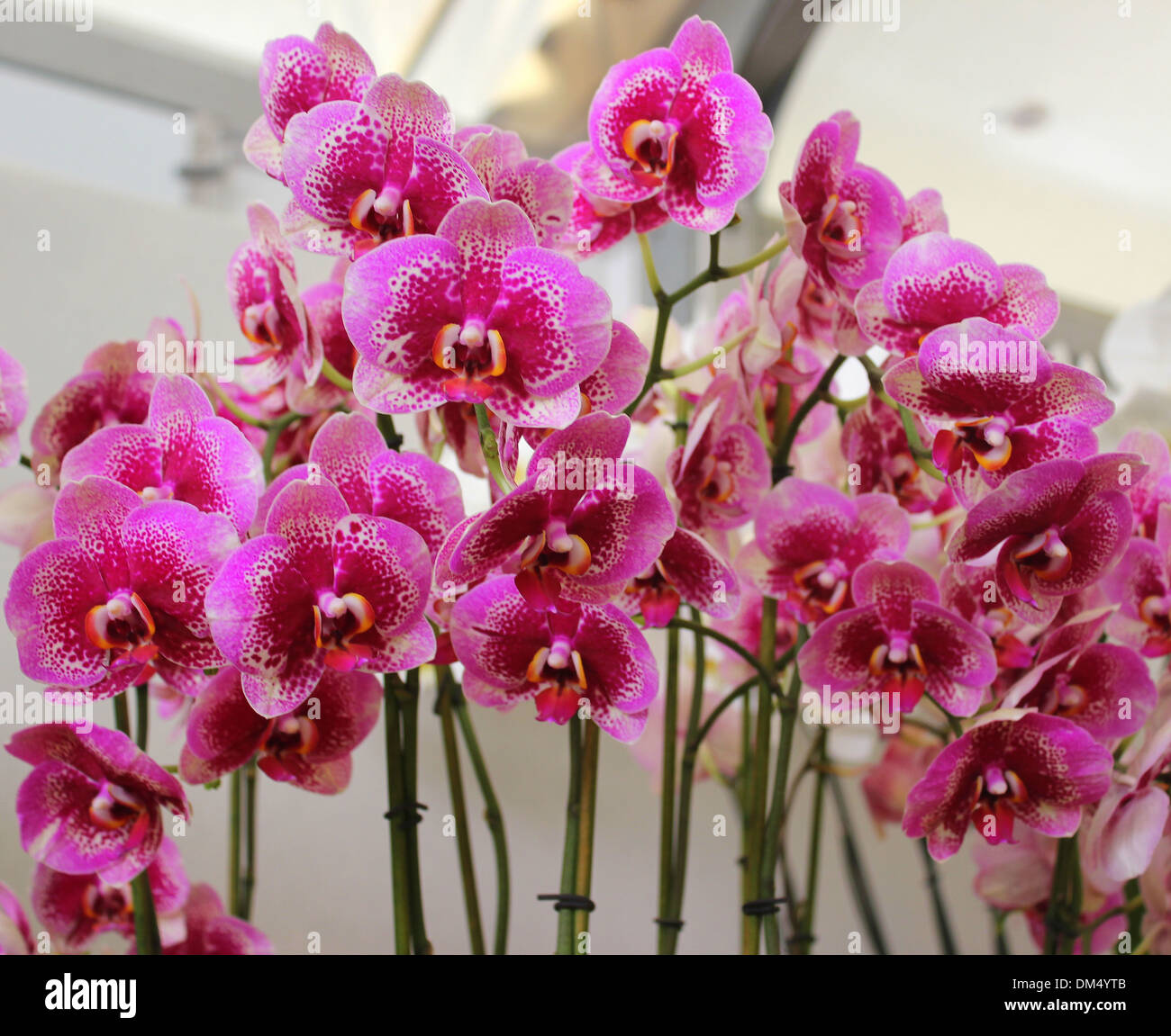 Dark Pink Orchids Stock Photo - Alamy