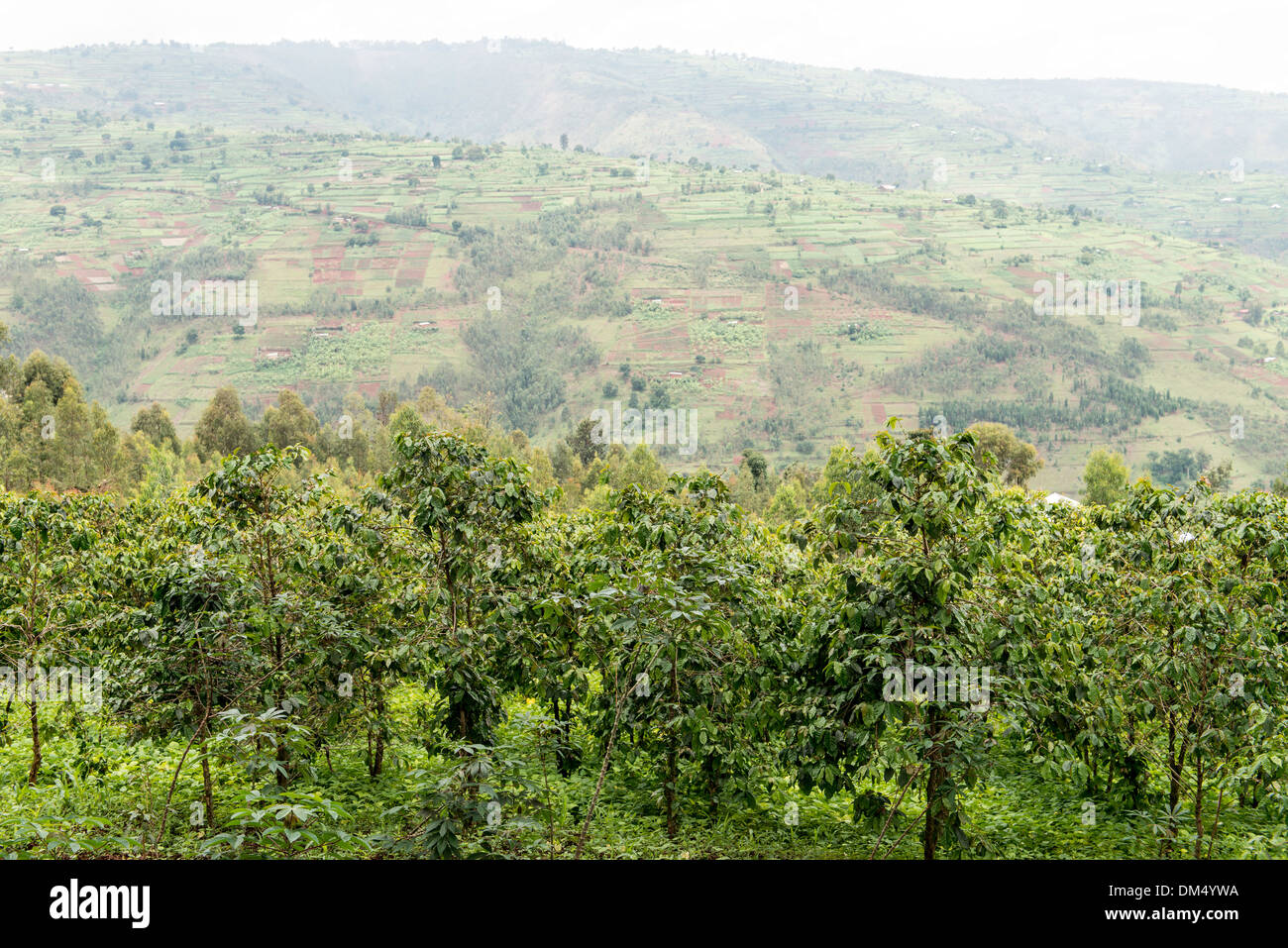 Rwanda coffee hi-res stock photography and images - Alamy