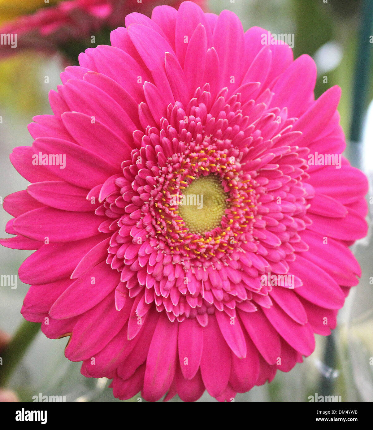 Pink Dahlia High Resolution Stock Photography and Images - Alamy