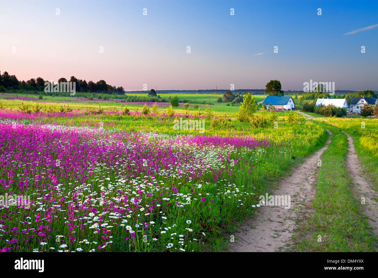 summer rural landscape with a blossoming meadow, the road and a farm ...