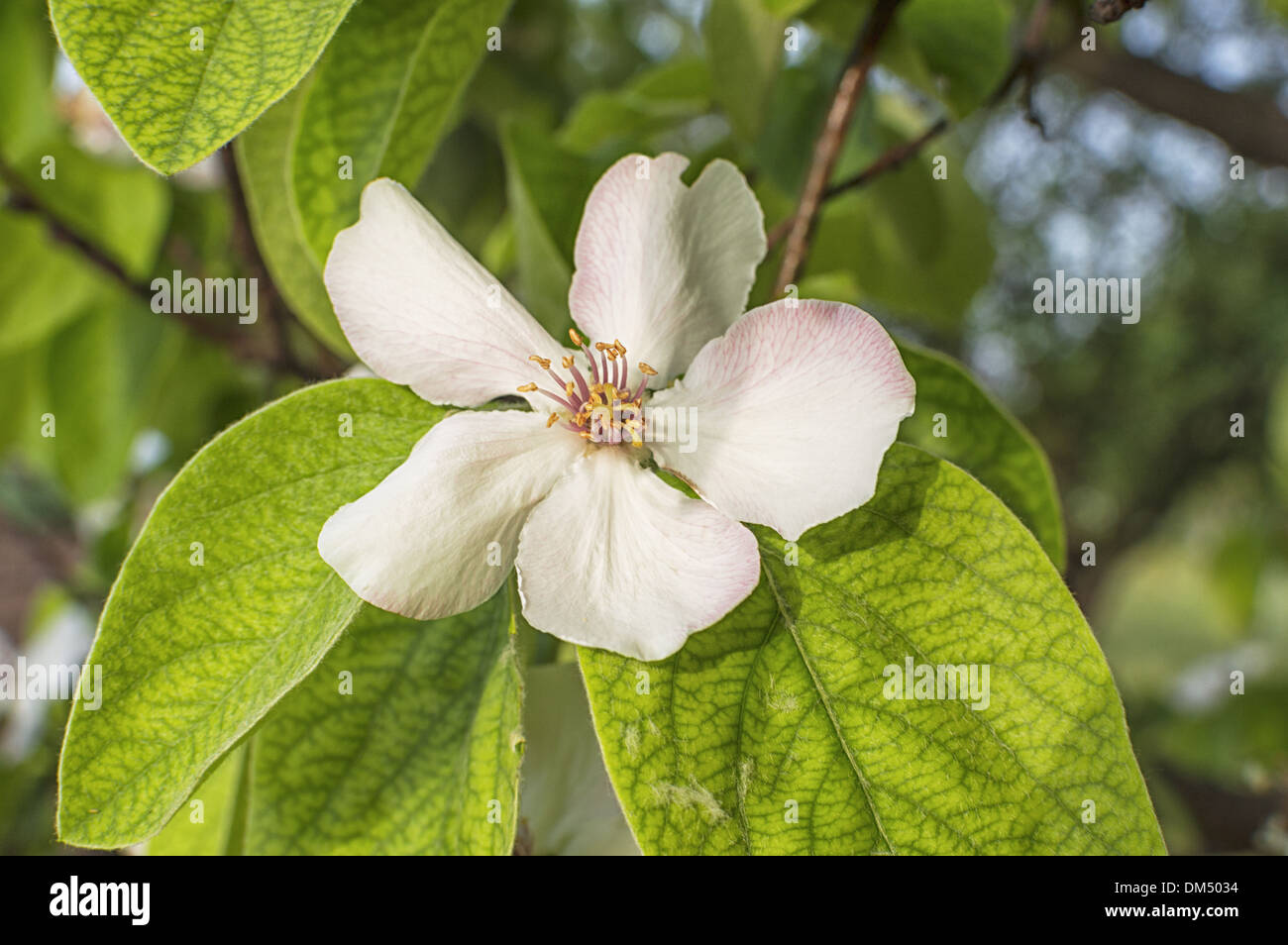 White quince flowers hi-res stock photography and images - Alamy