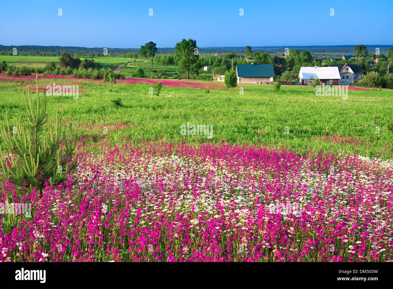 summer rural landscape with the village and a blossoming meadow Stock ...