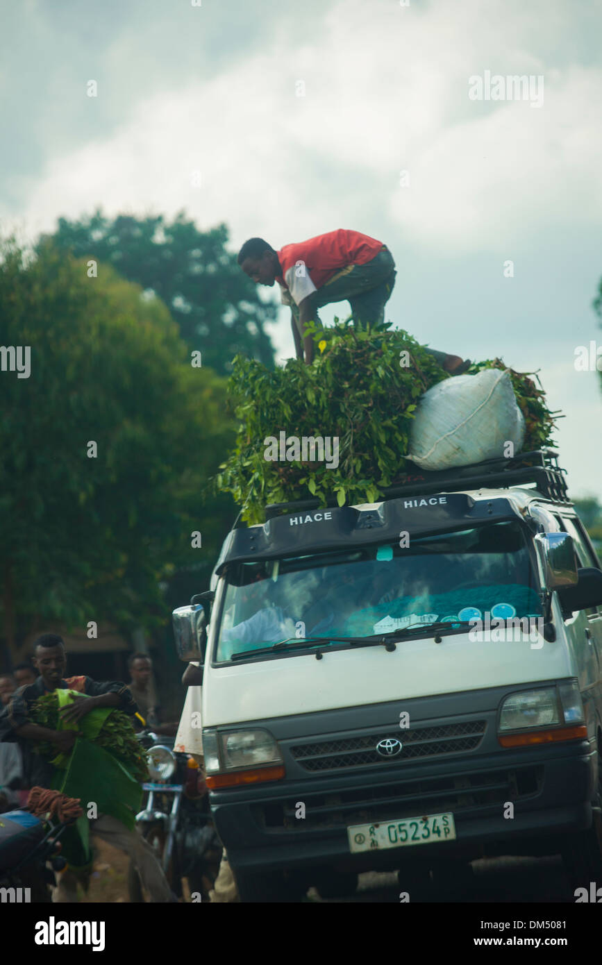 Khat ethiopia hi-res stock photography and images - Alamy