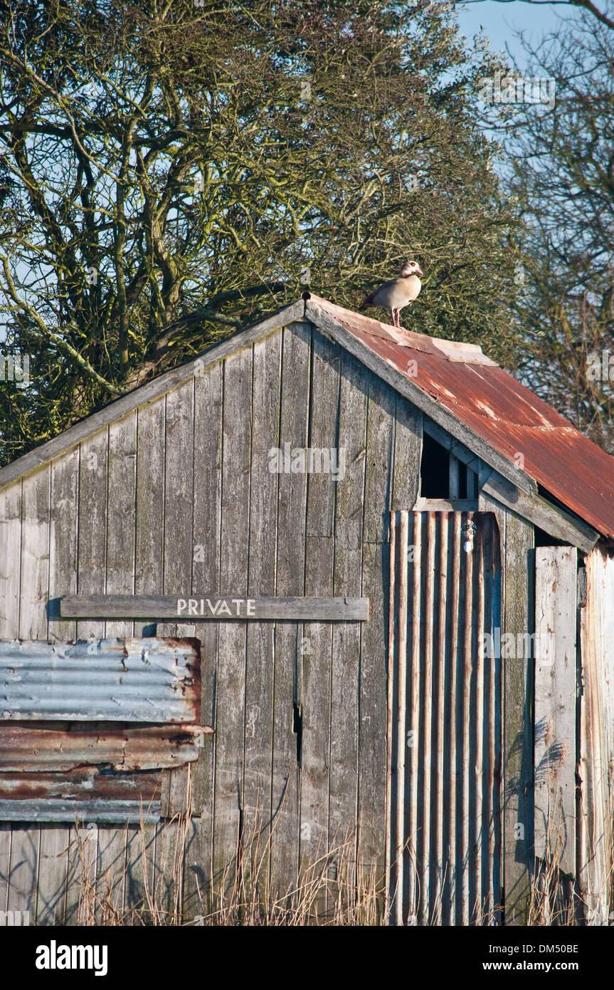 Old derelict wooden farm shack barn with private sign Stock Photo - Alamy