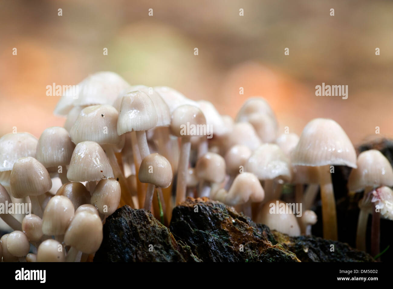 Angels Bonnet High Resolution Stock Photography and Images - Alamy