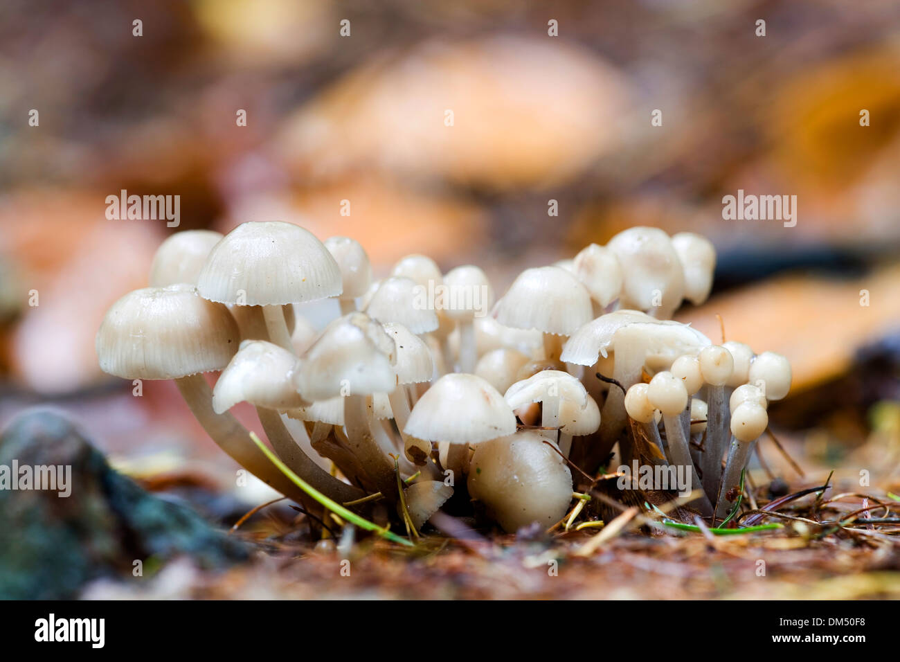 Angels bonnet hi-res stock photography and images - Alamy