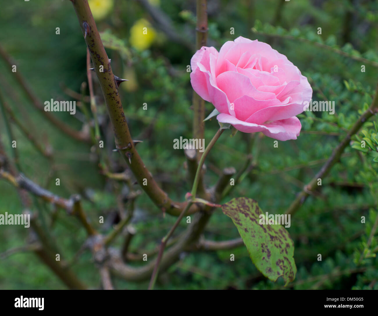 Rosebush hi-res stock photography and images - Alamy