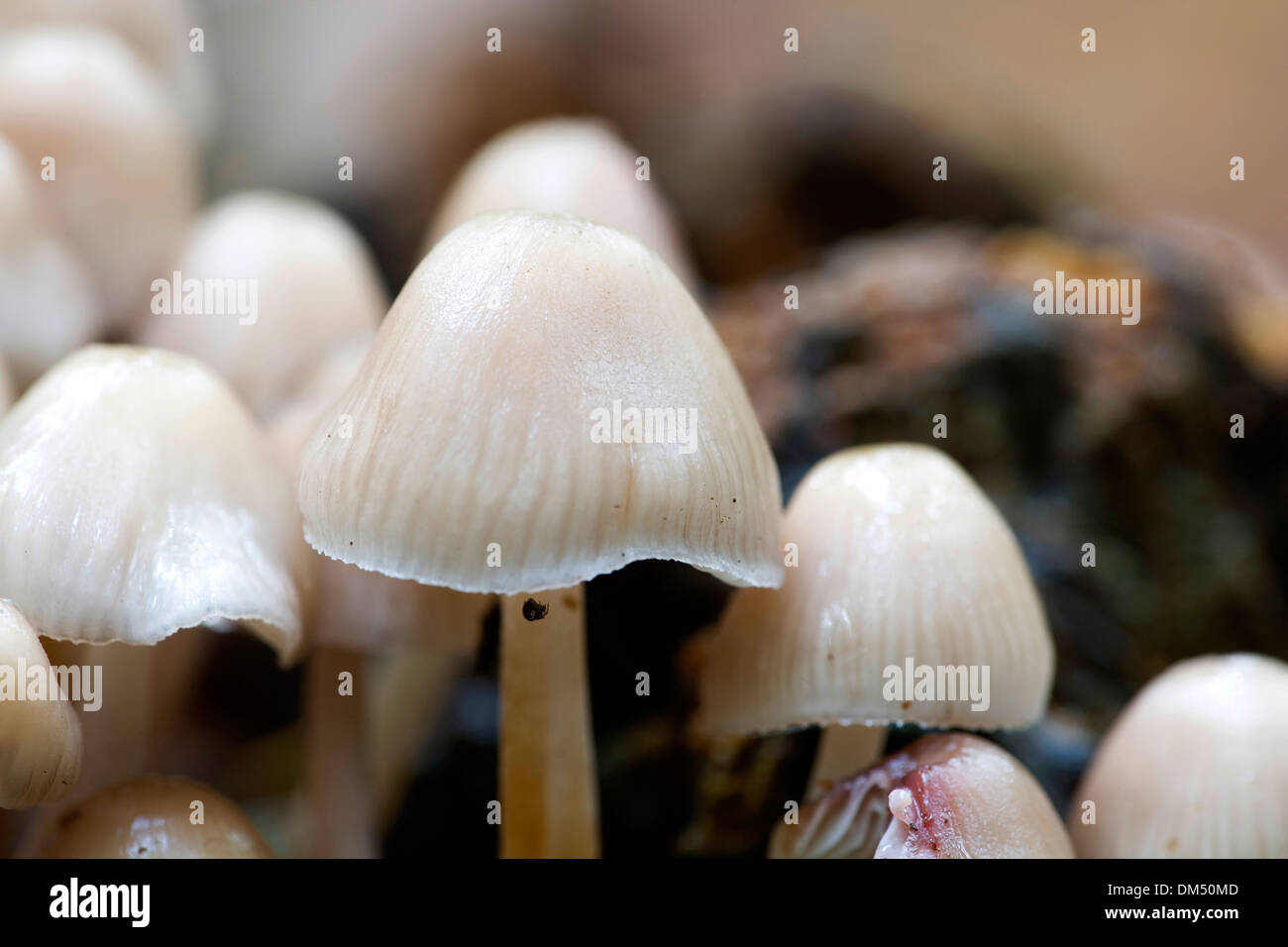 Angels Bonnett Mushroom Stock Photo - Alamy