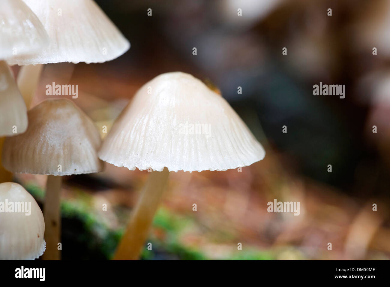 Angels bonnet mushroom hi-res stock photography and images - Alamy