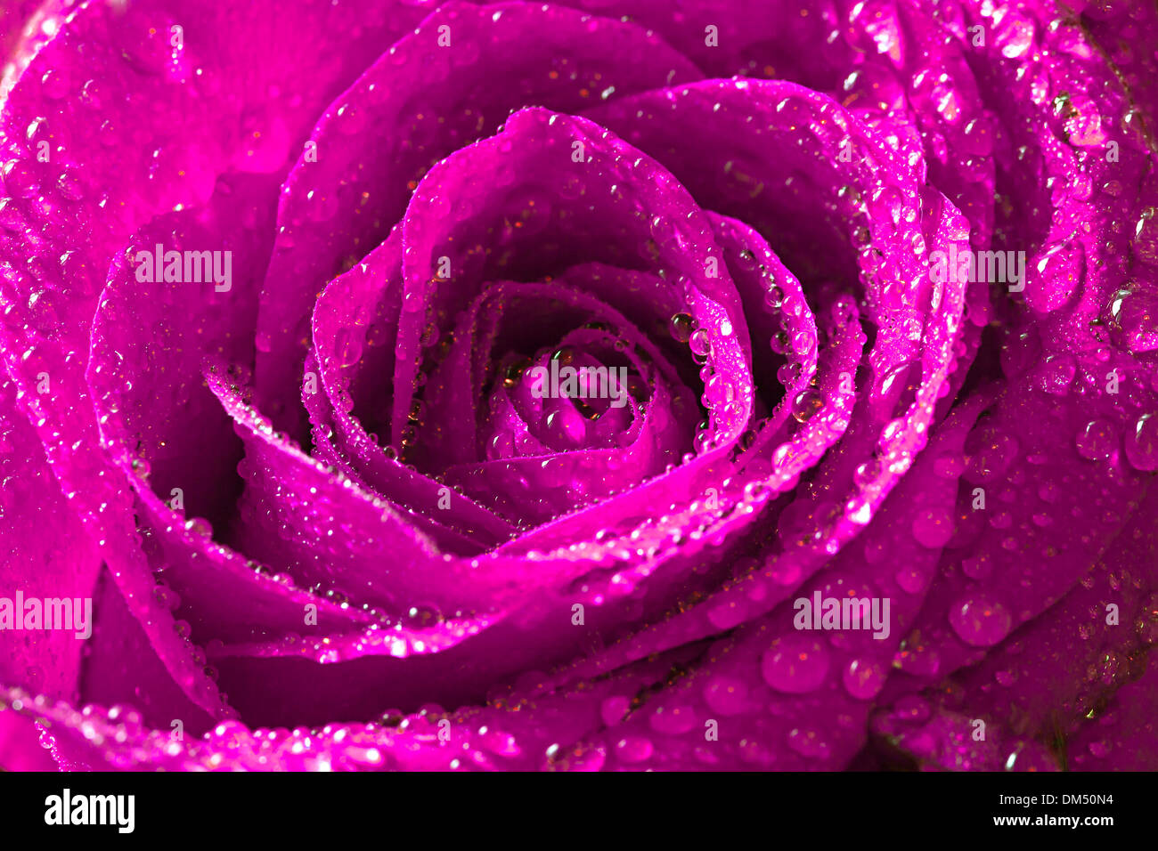 Pink Rose With Water Drops Single Pink Rose Water Drops Stock