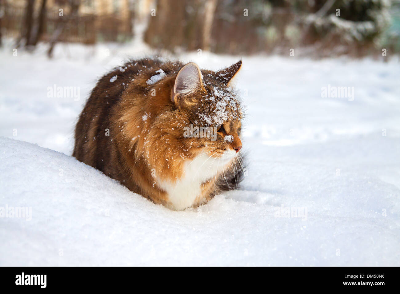 the beautiful cat on sits on snow Stock Photo - Alamy