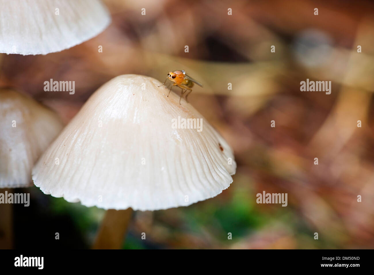 Angels bonnet mushroom hi-res stock photography and images - Alamy