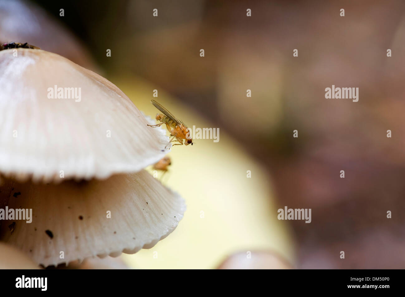 Angels Bonnet Mushroom High Resolution Stock Photography and Images - Alamy