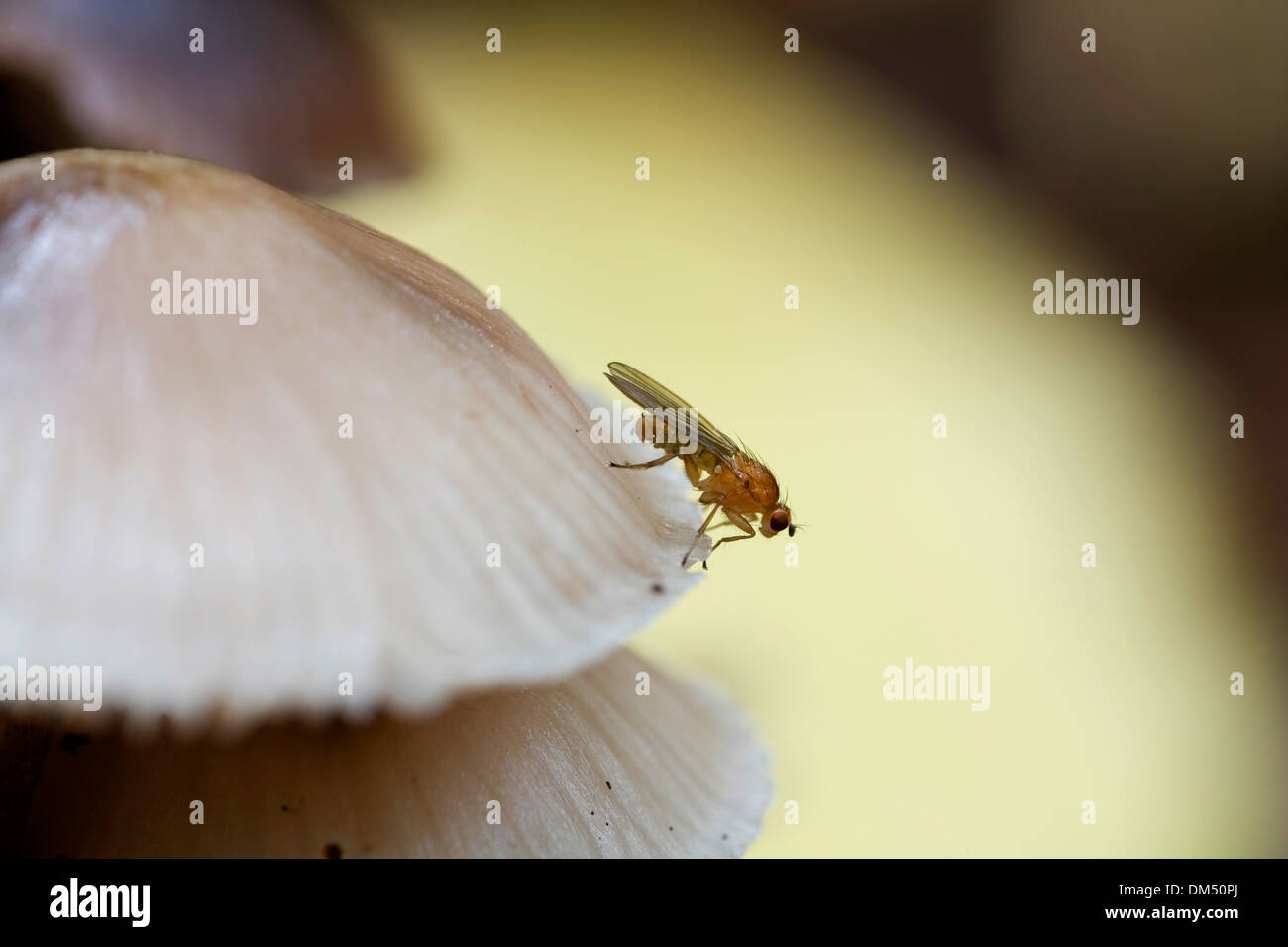 Angels bonnet hi-res stock photography and images - Alamy