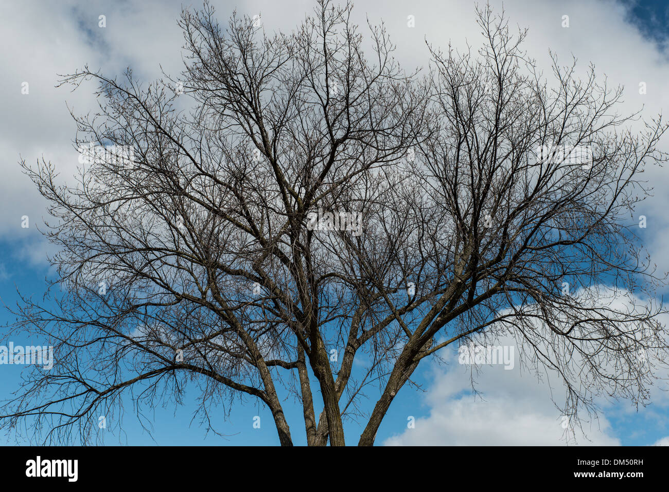 Dry tree branches with blue sky and white cloud as background Stock ...