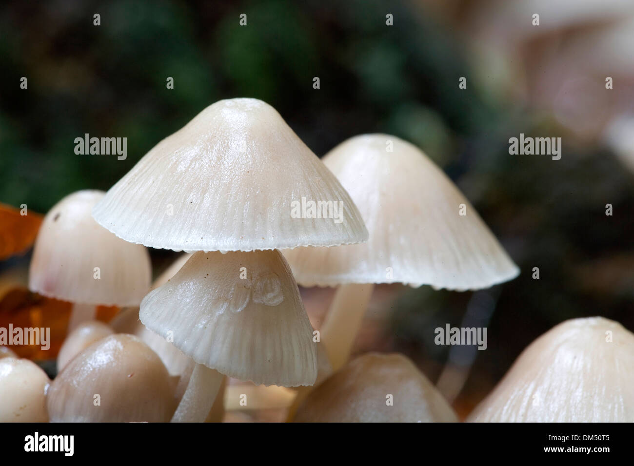 Angels Bonnet Mushroom High Resolution Stock Photography and Images - Alamy