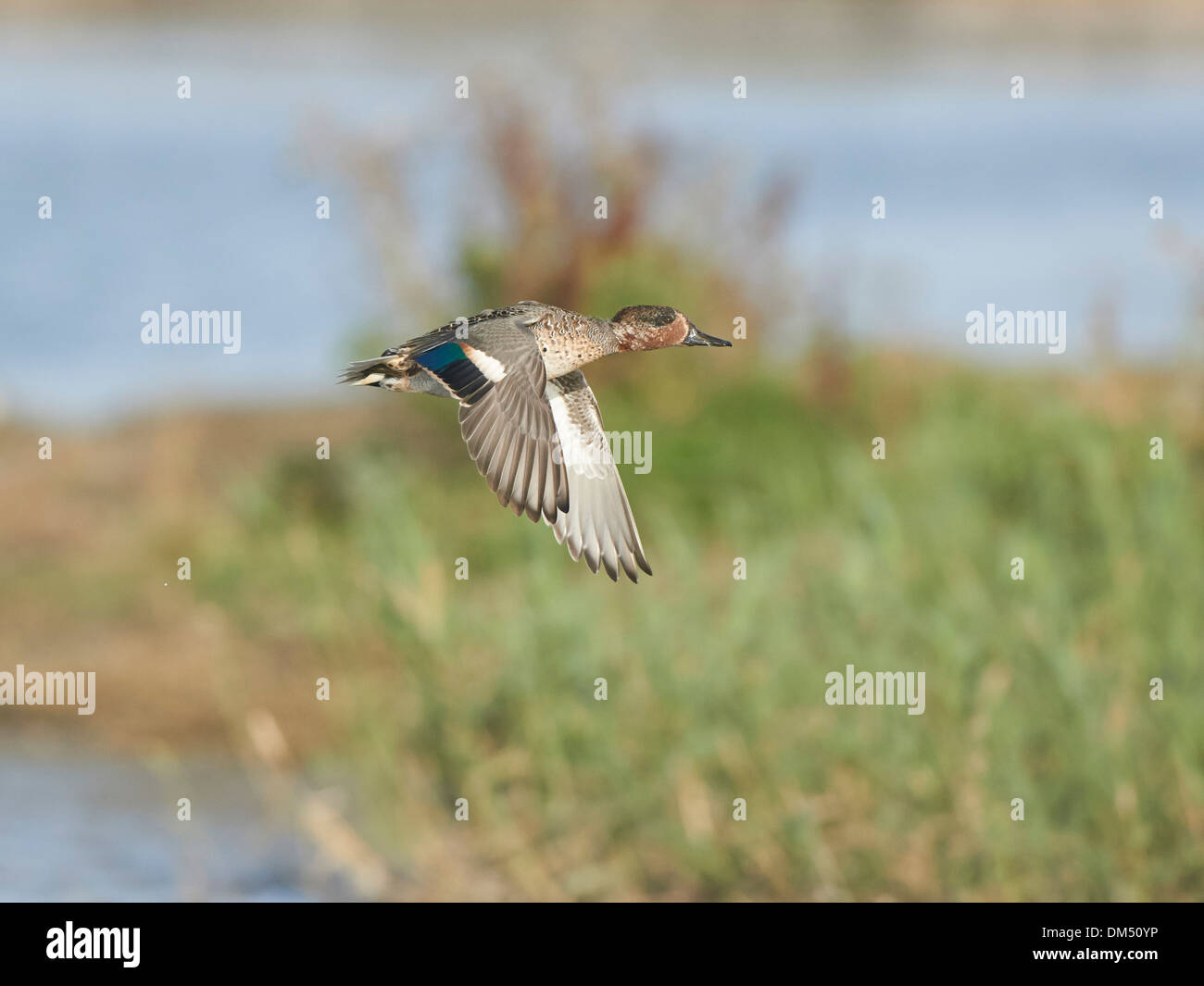 Teal bird landing hi-res stock photography and images - Alamy