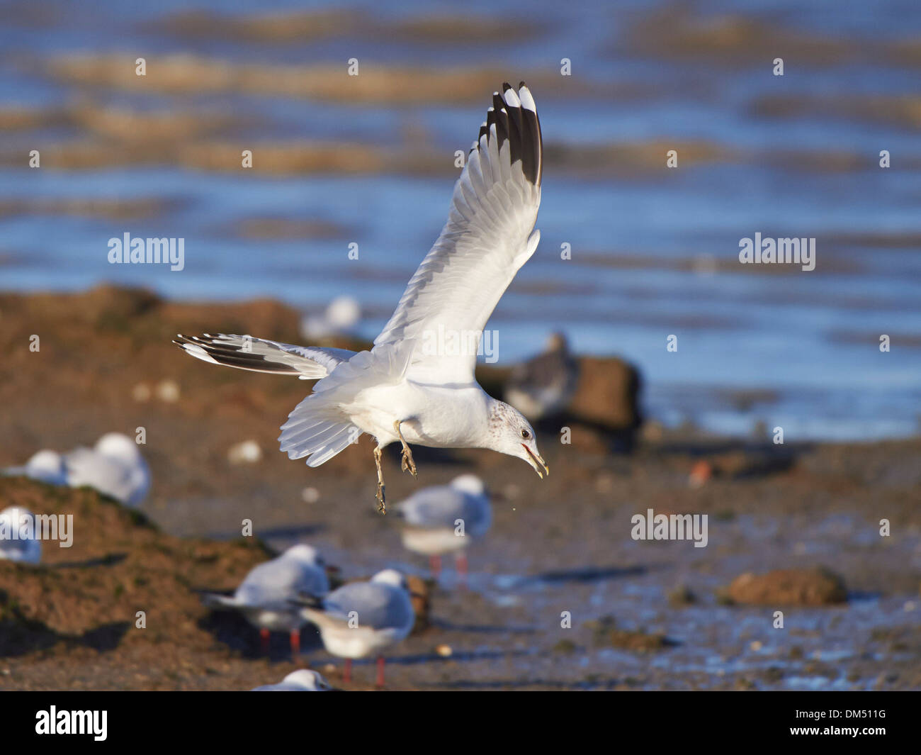 Common gull in flight Stock Photo - Alamy