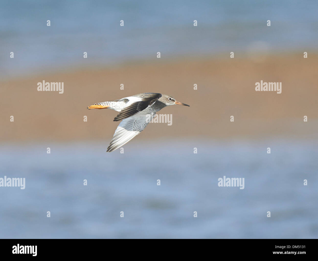 Redshank In Flight High Resolution Stock Photography and Images - Alamy