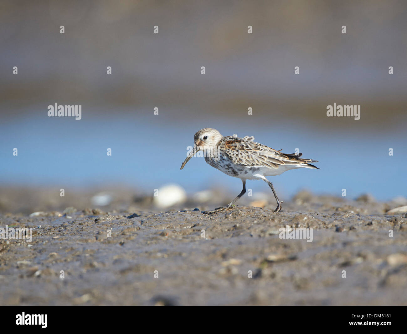 Dunlin feeding on mudflats at low tide Stock Photo - Alamy