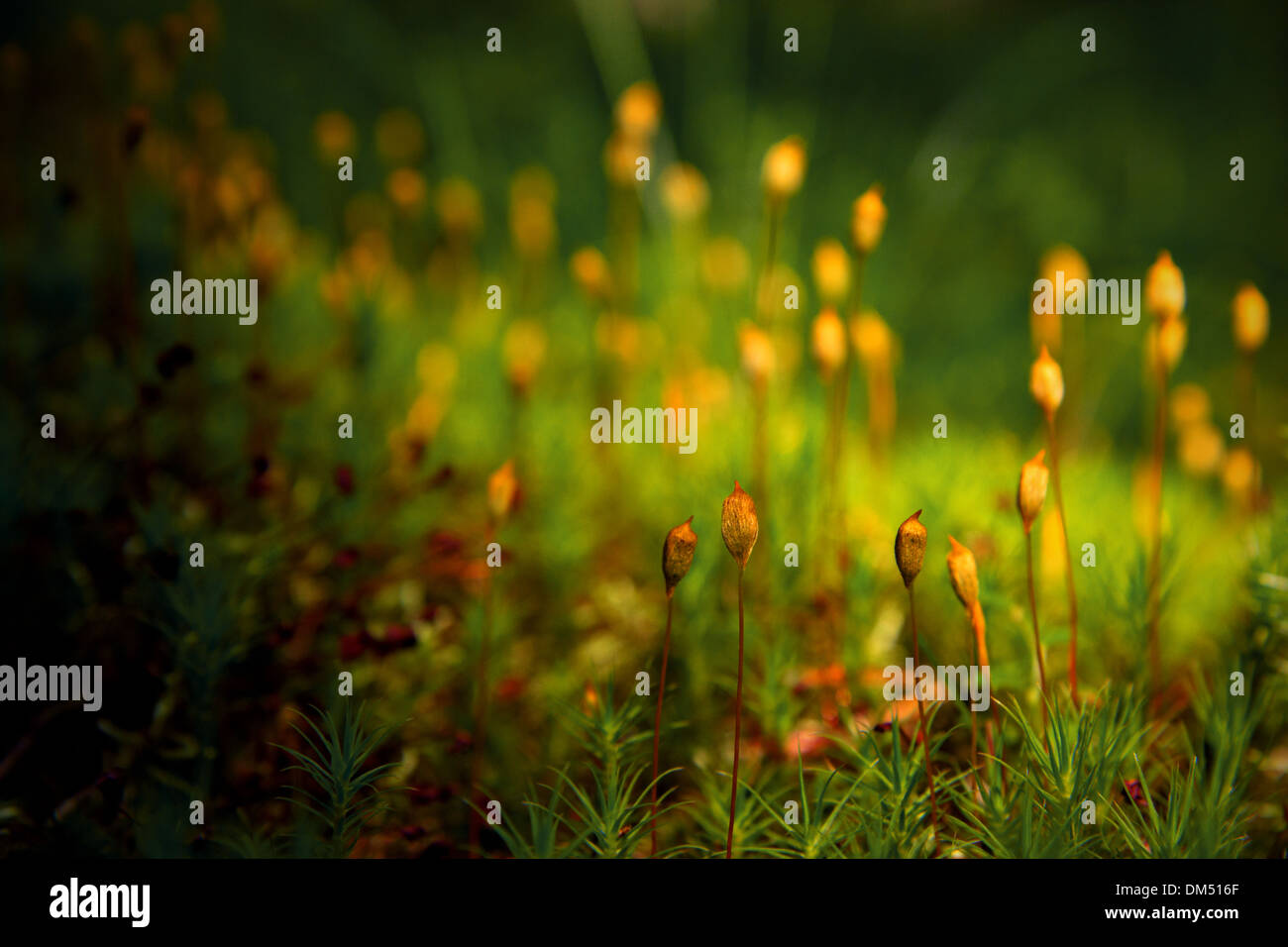 Bog haircap moss hi-res stock photography and images - Alamy