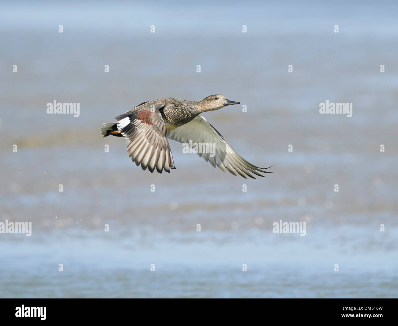 Gadwall in flight Stock Photo - Alamy