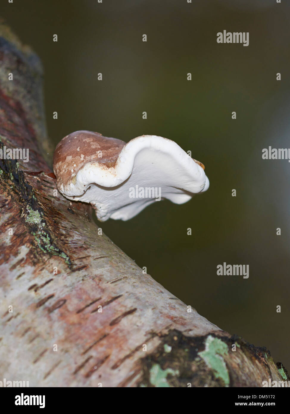 Birch polypore on silver birch tree Stock Photo - Alamy