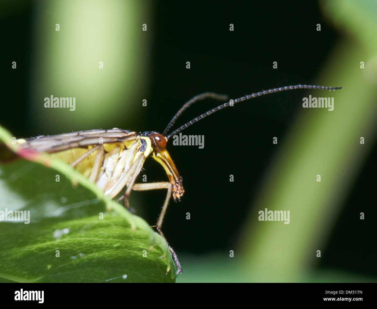 Scorpion fly insect predator hi-res stock photography and images - Alamy