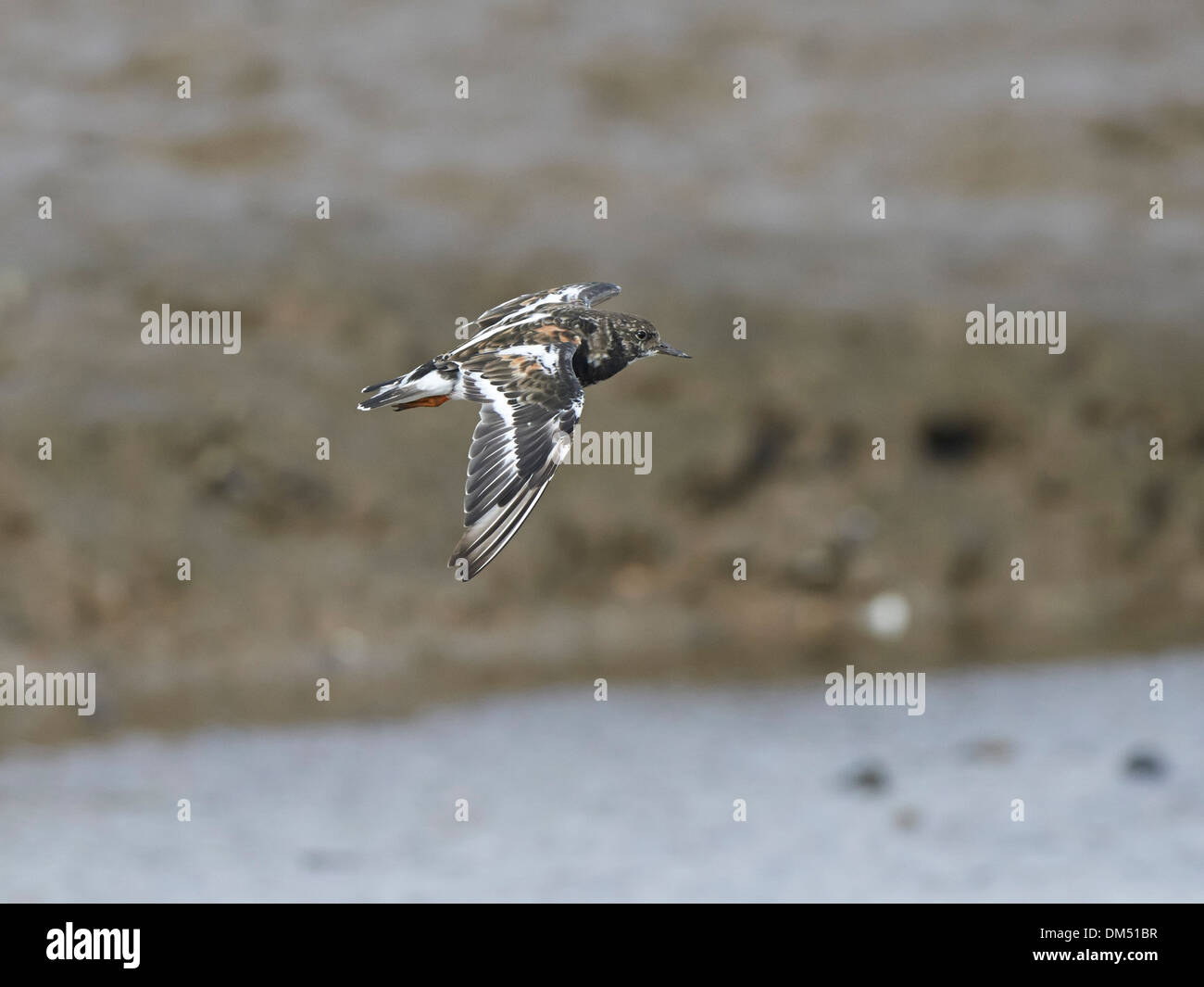 Turnstone in flight Stock Photo - Alamy