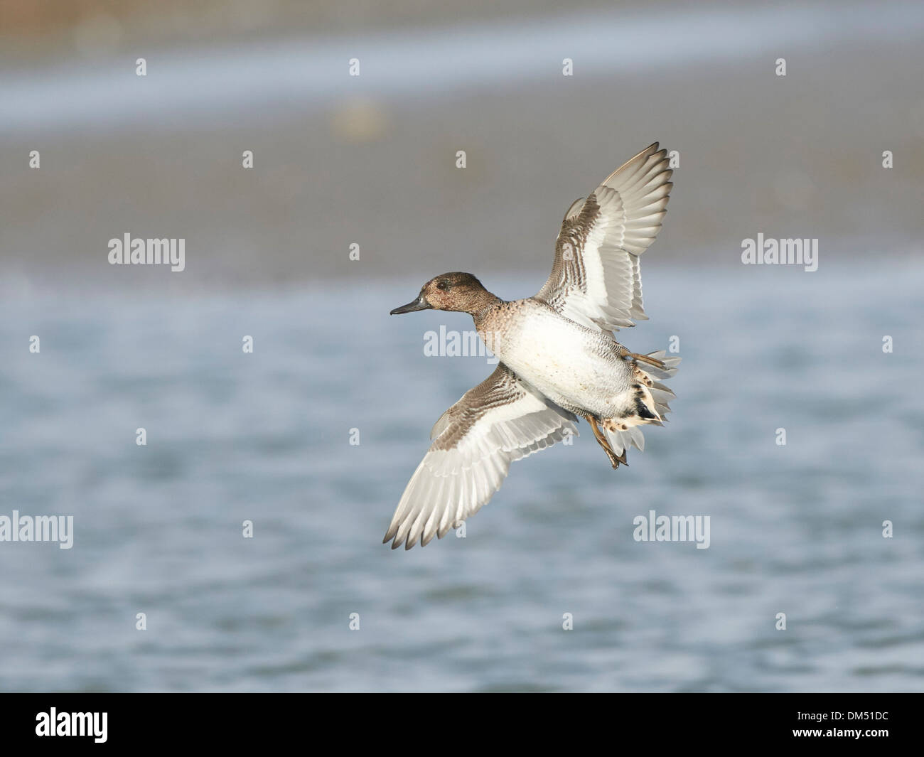 Teal in flight Stock Photo - Alamy