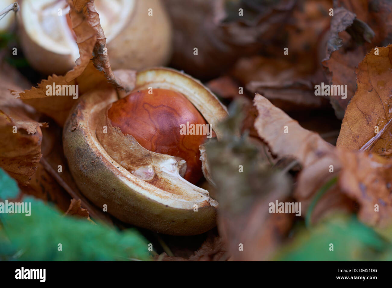 Horse chestnut conker hi-res stock photography and images - Alamy