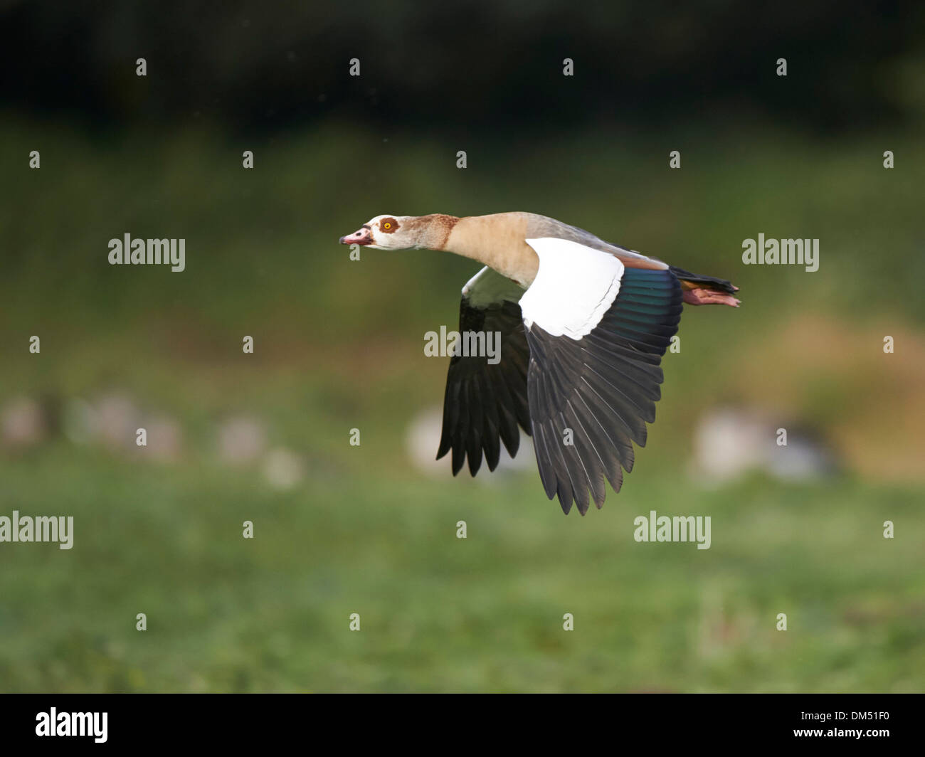 Goose In Flight High Resolution Stock Photography and Images - Alamy