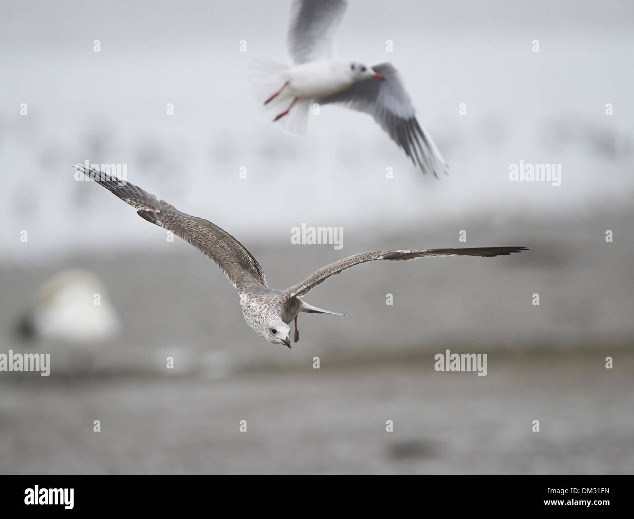 Lesser black-backed gull in flight Stock Photo - Alamy