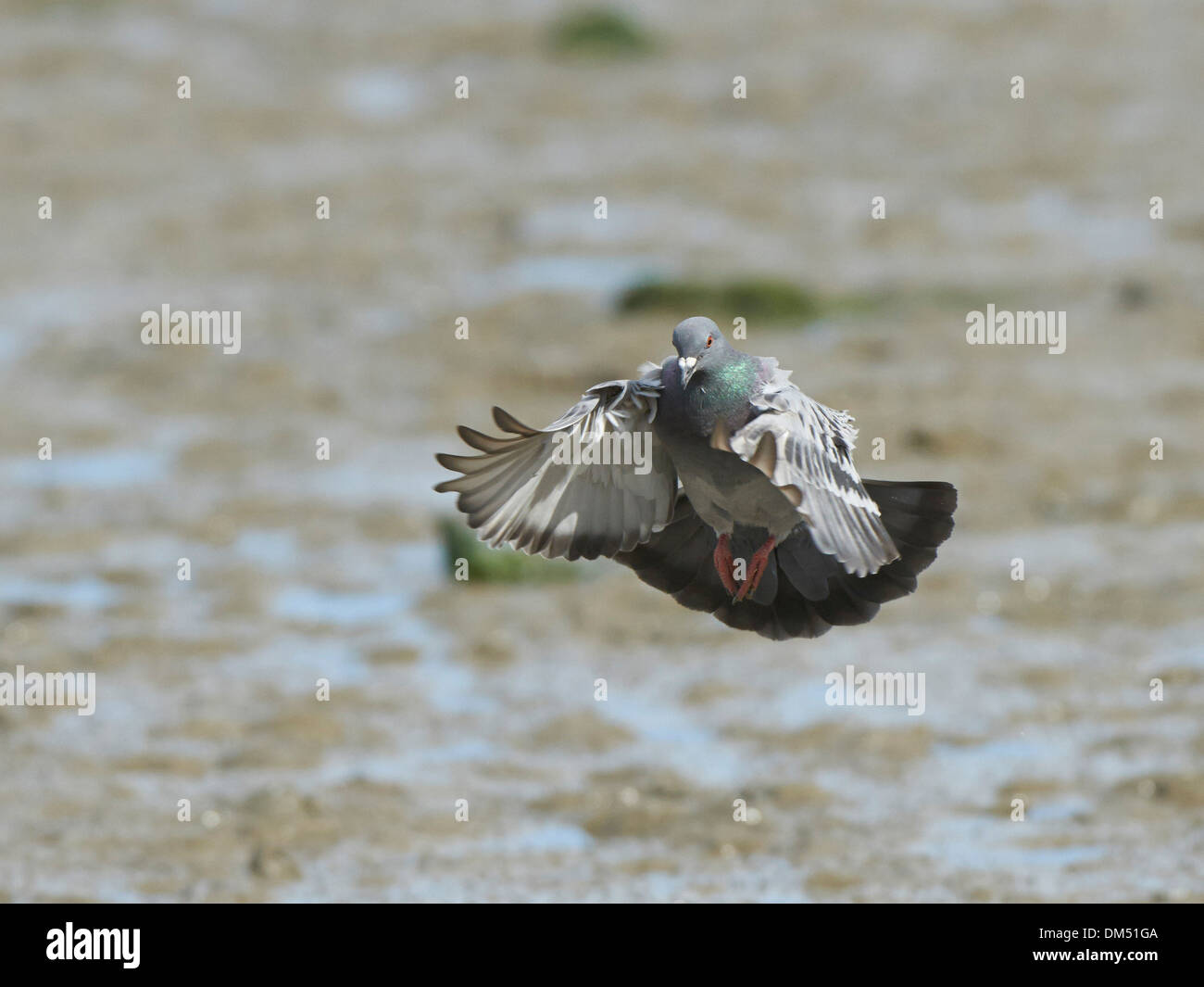 Feral pigeon in flight Stock Photo - Alamy