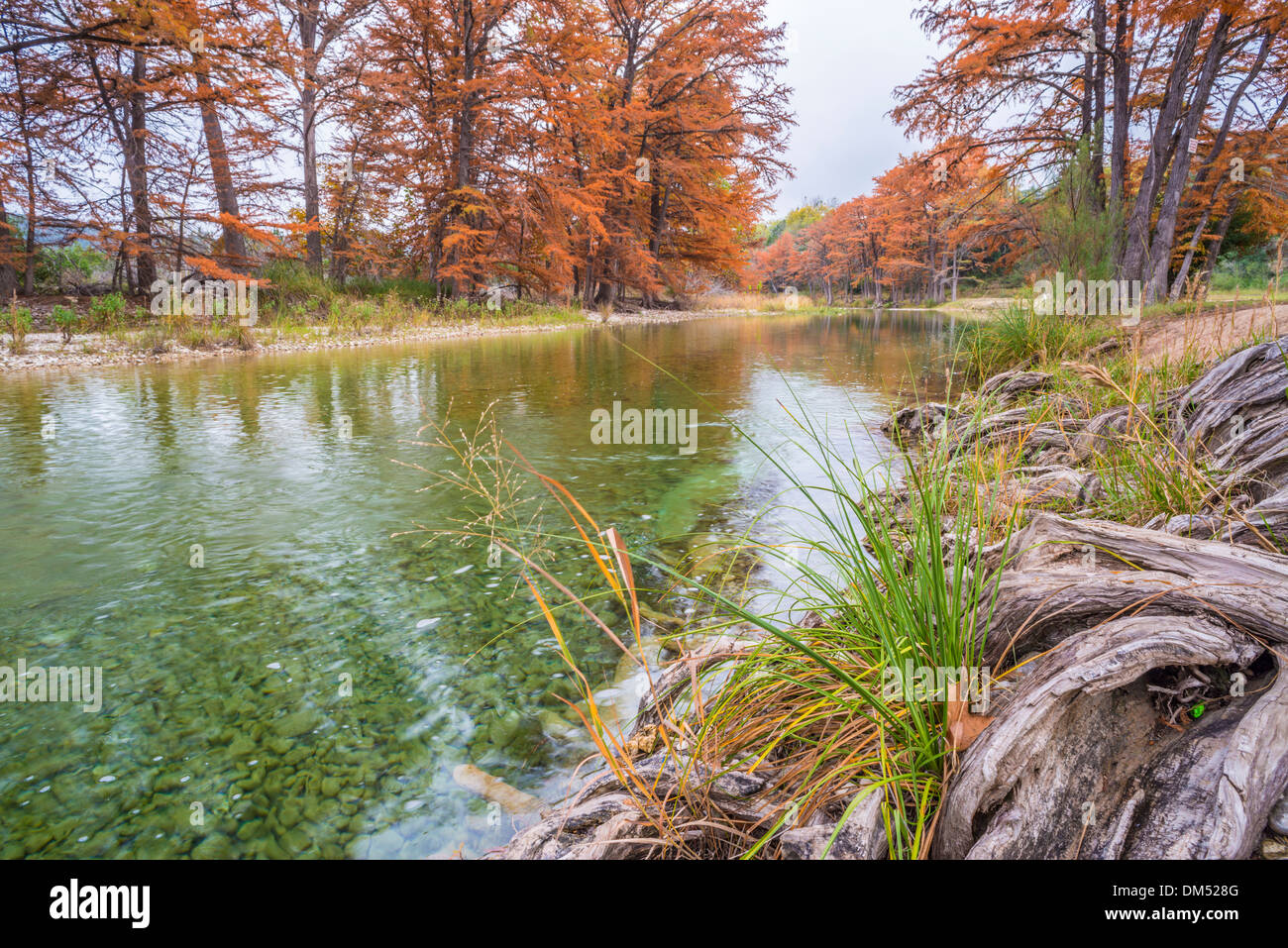 Overcast fall weather with colorful Cypress trees at the Frio River ...