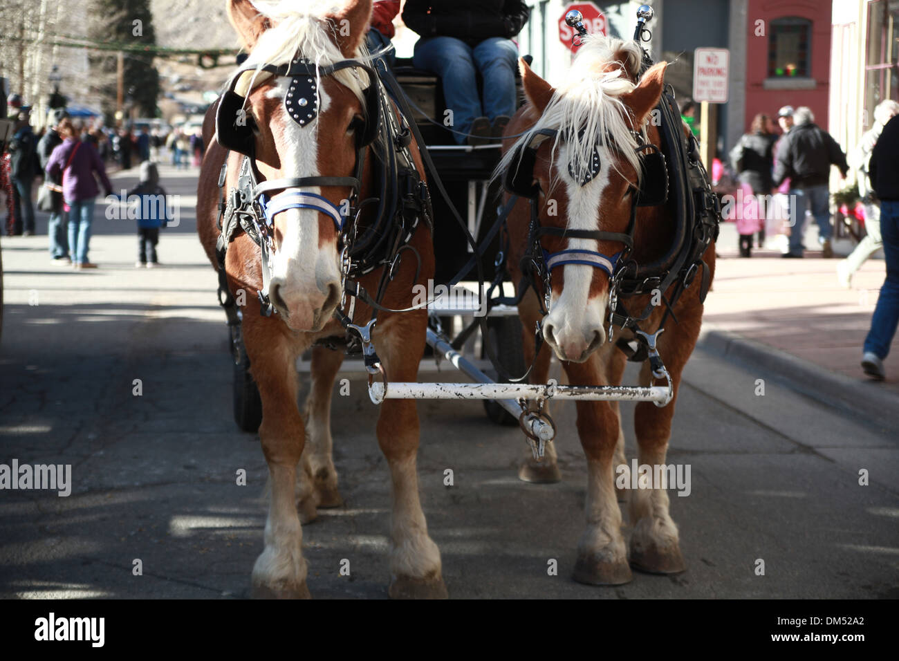 Clydesdale horse in Georgetown Christmas parade Stock Photo - Alamy