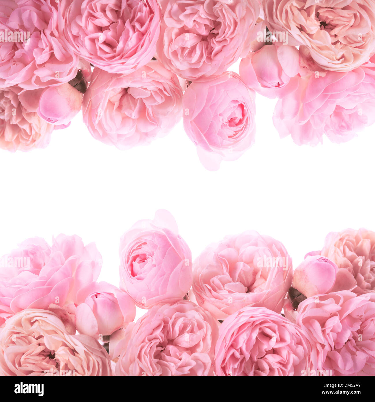 Pink roses border design isolated on white Stock Photo - Alamy