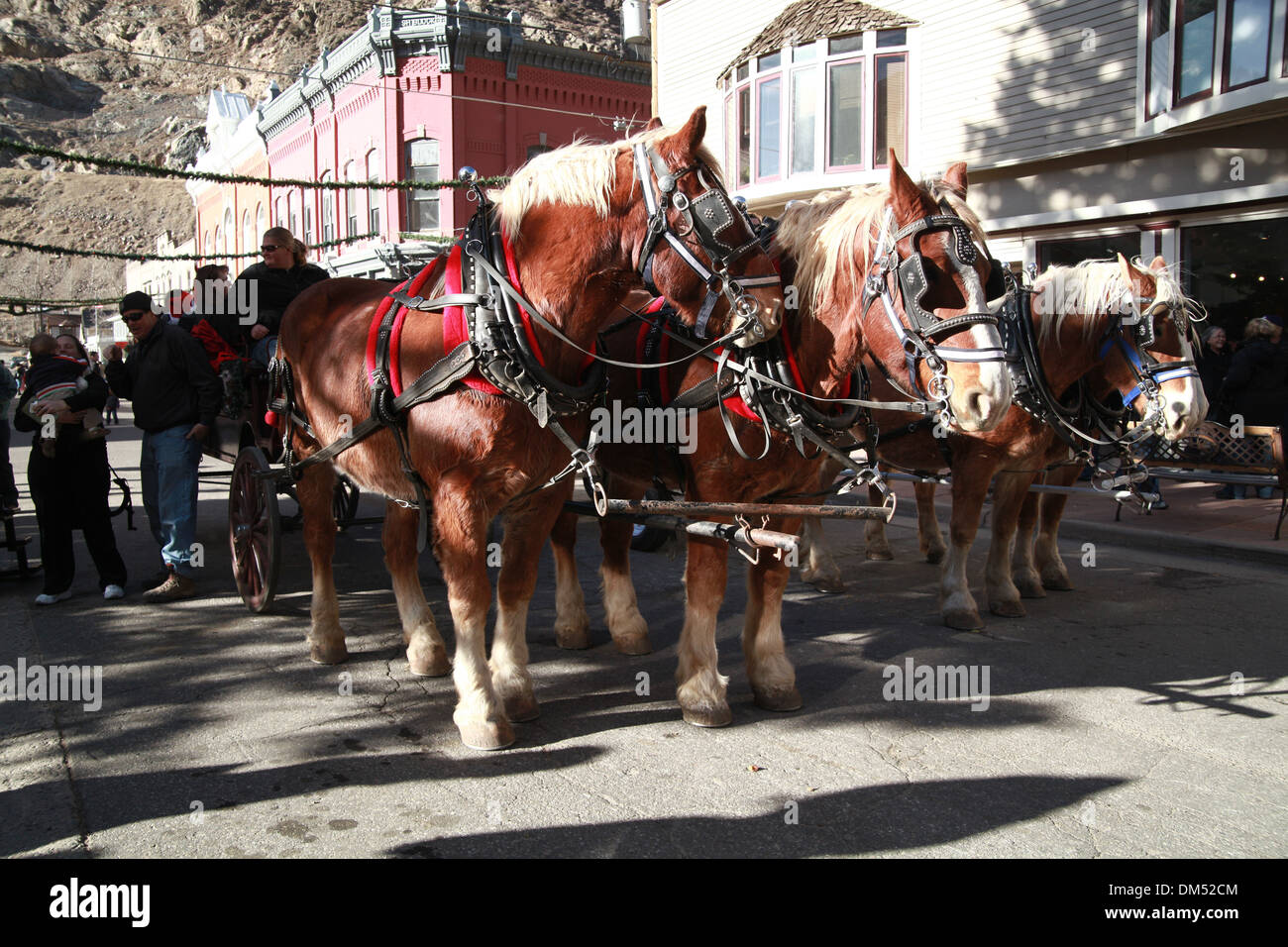Clydesdale horse in Georgetown Christmas parade Stock Photo - Alamy