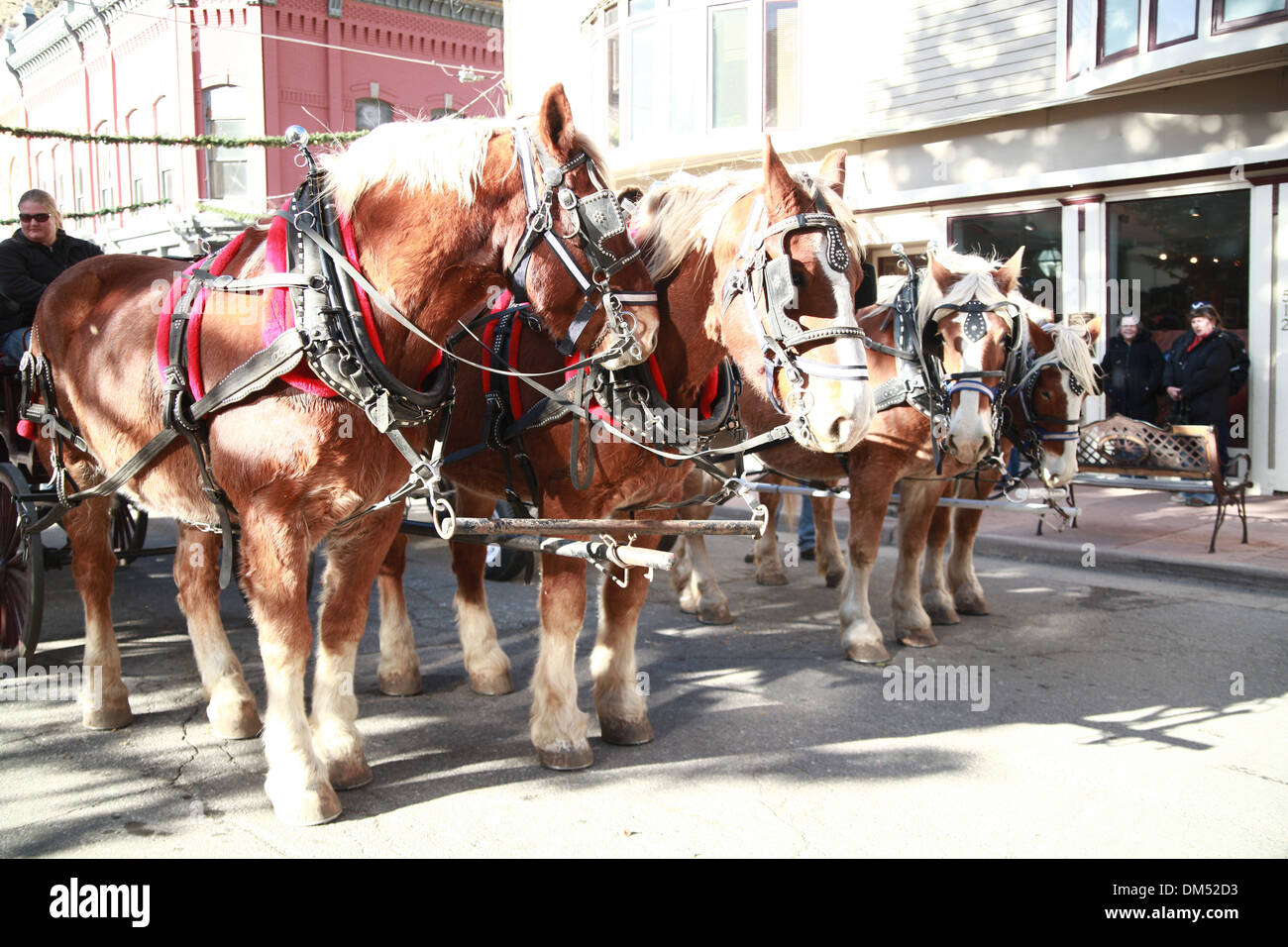 Clydesdale horse in Georgetown Christmas parade Stock Photo - Alamy