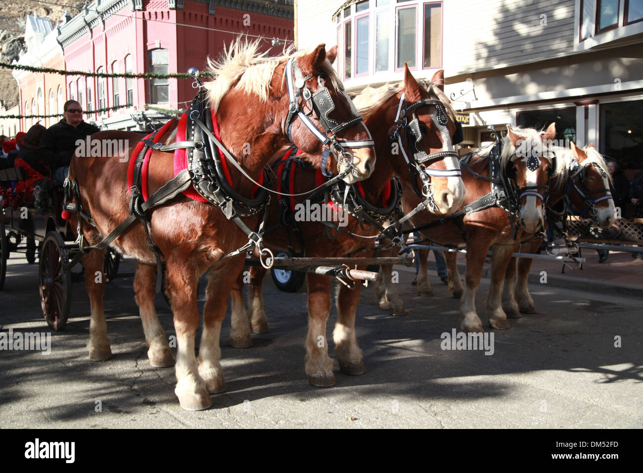 Clydesdale horse in Georgetown Christmas parade Stock Photo - Alamy