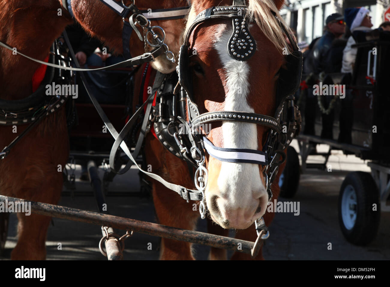Clydesdale horse in Georgetown Christmas parade Stock Photo - Alamy