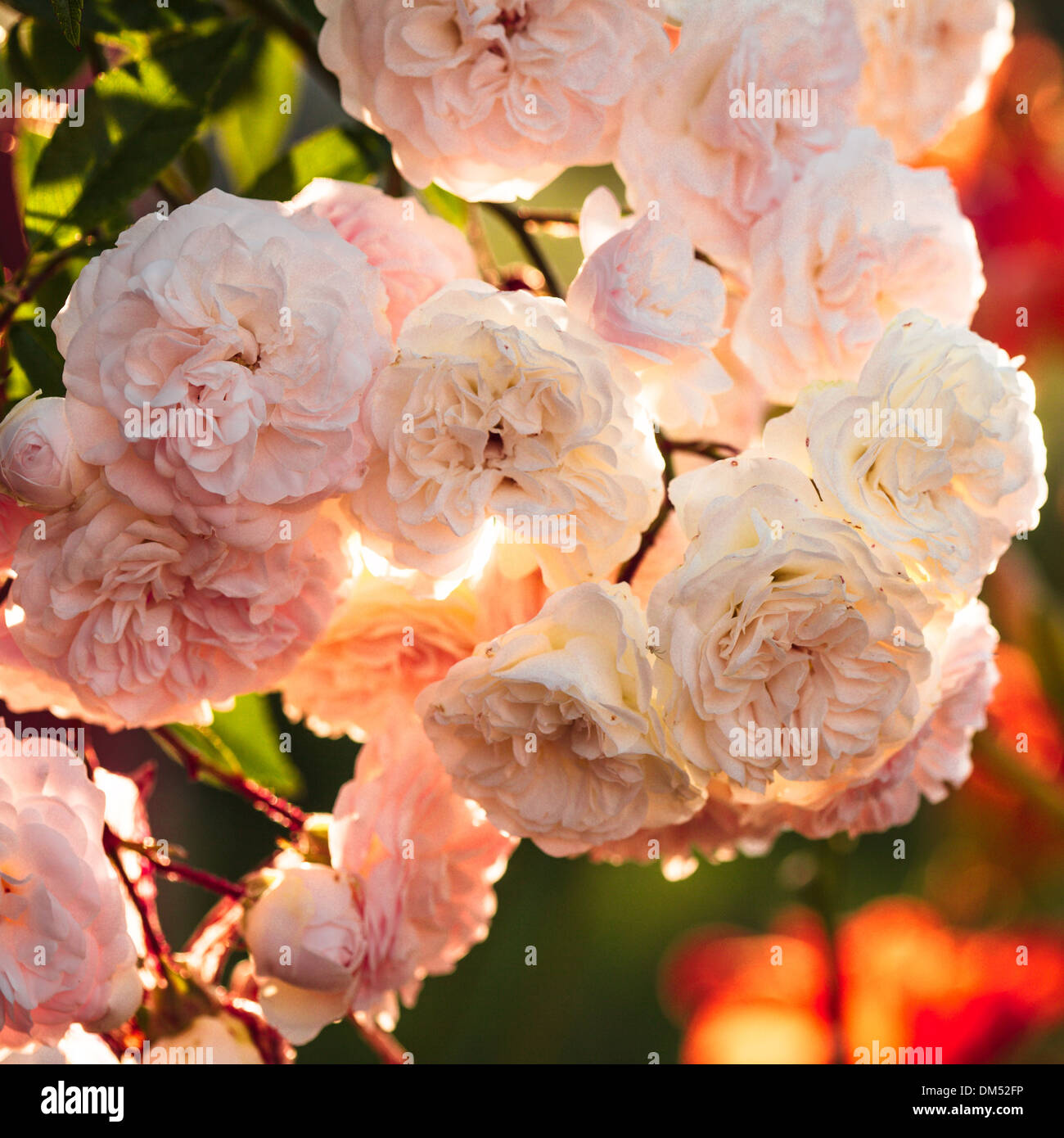 A bush of white roses in sunset backlight Stock Photo - Alamy