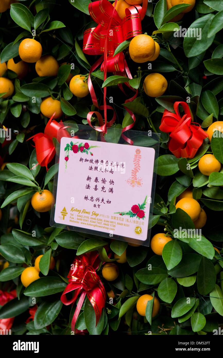 Relic tree hi-res stock photography and images - Alamy