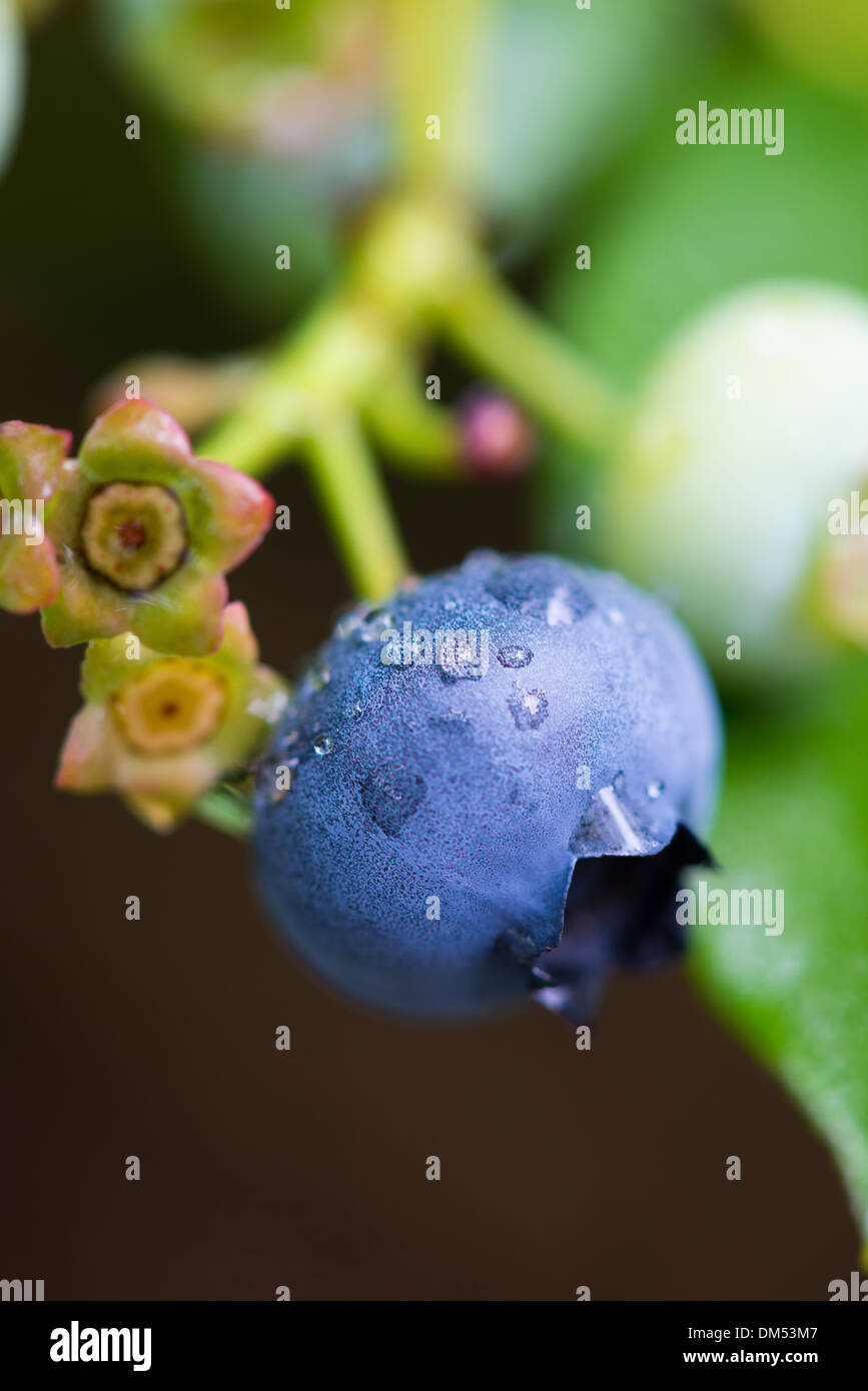 Rain drops on blueberry hi-res stock photography and images - Alamy