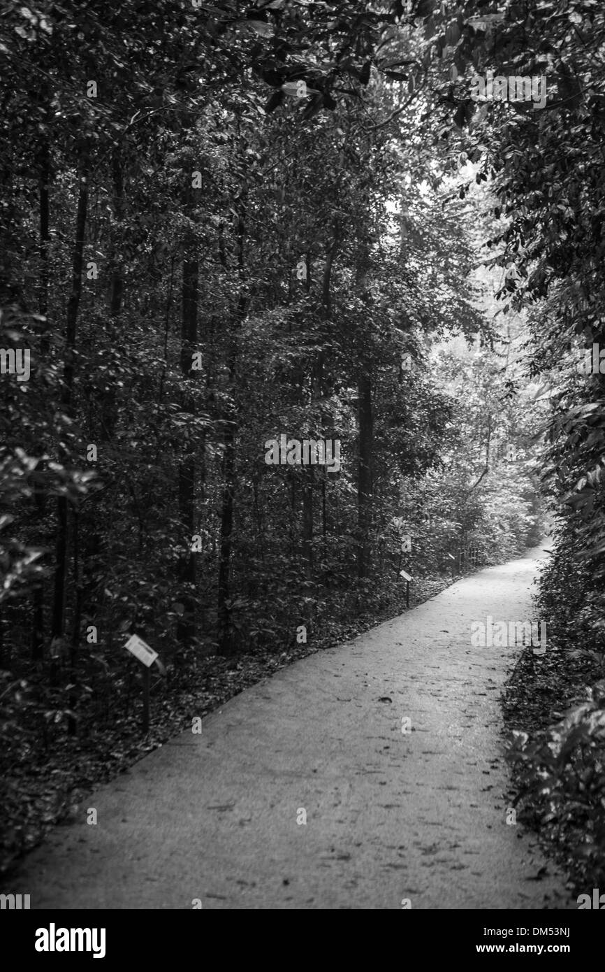 Black and white photograph of a path through trees in Bukit Timah ...