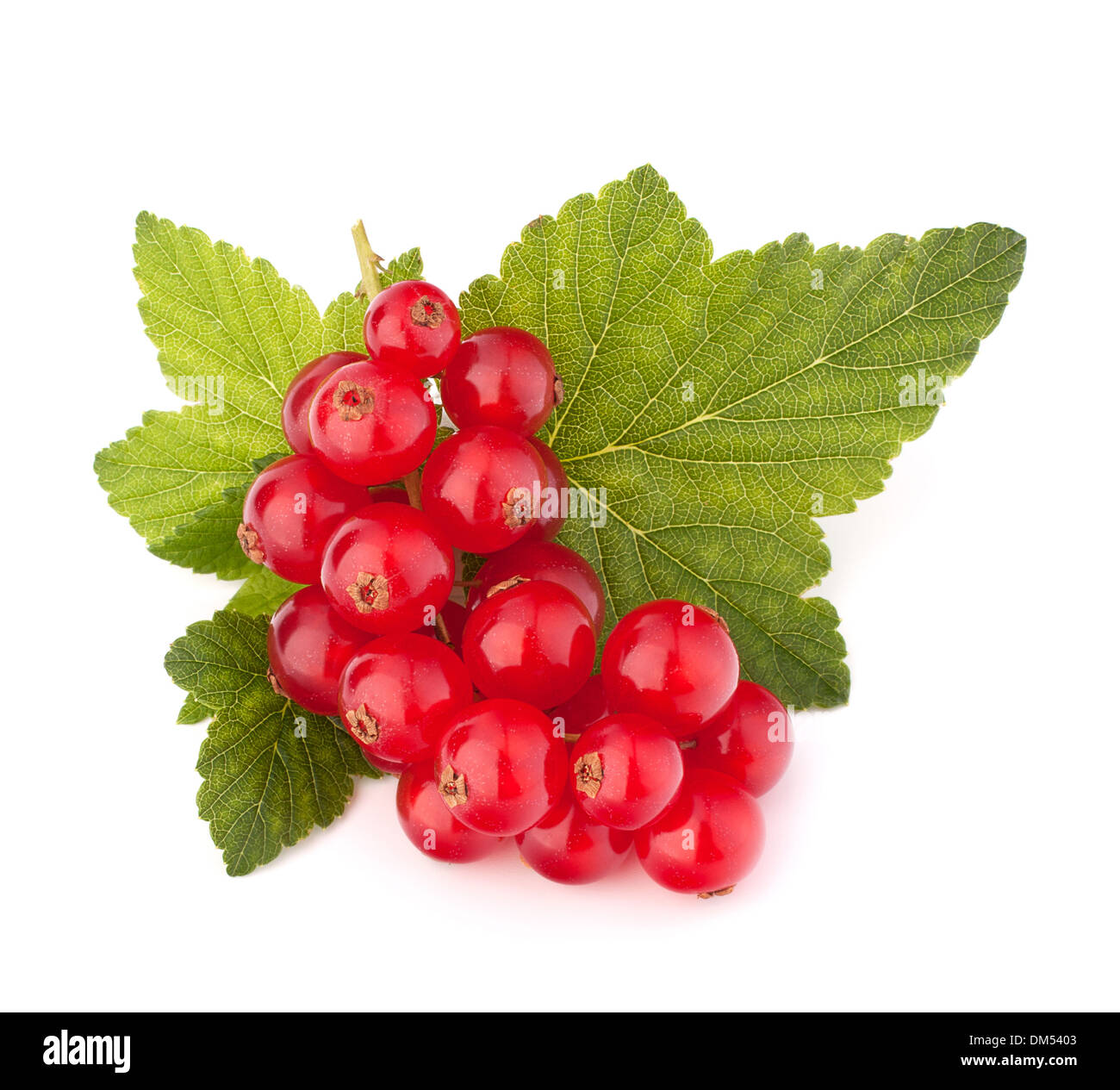 Red currants and green leaves still life isolated on white background ...