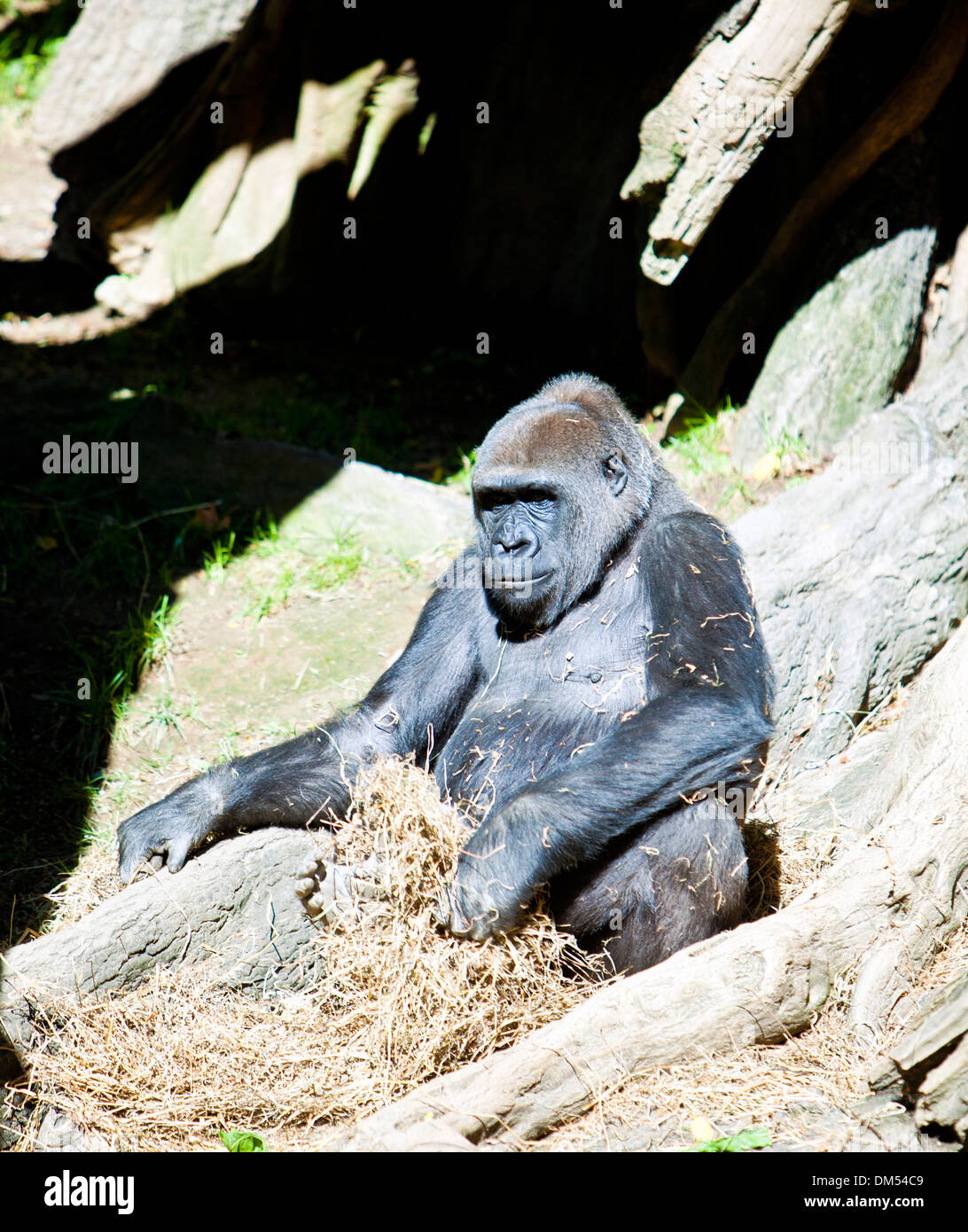 Gorilla sitting in a forest in sun light Stock Photo - Alamy
