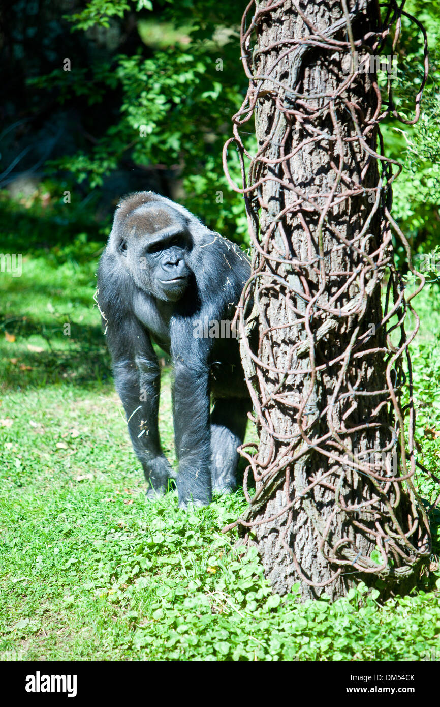 Gorilla in the forest next to a tree Stock Photo - Alamy
