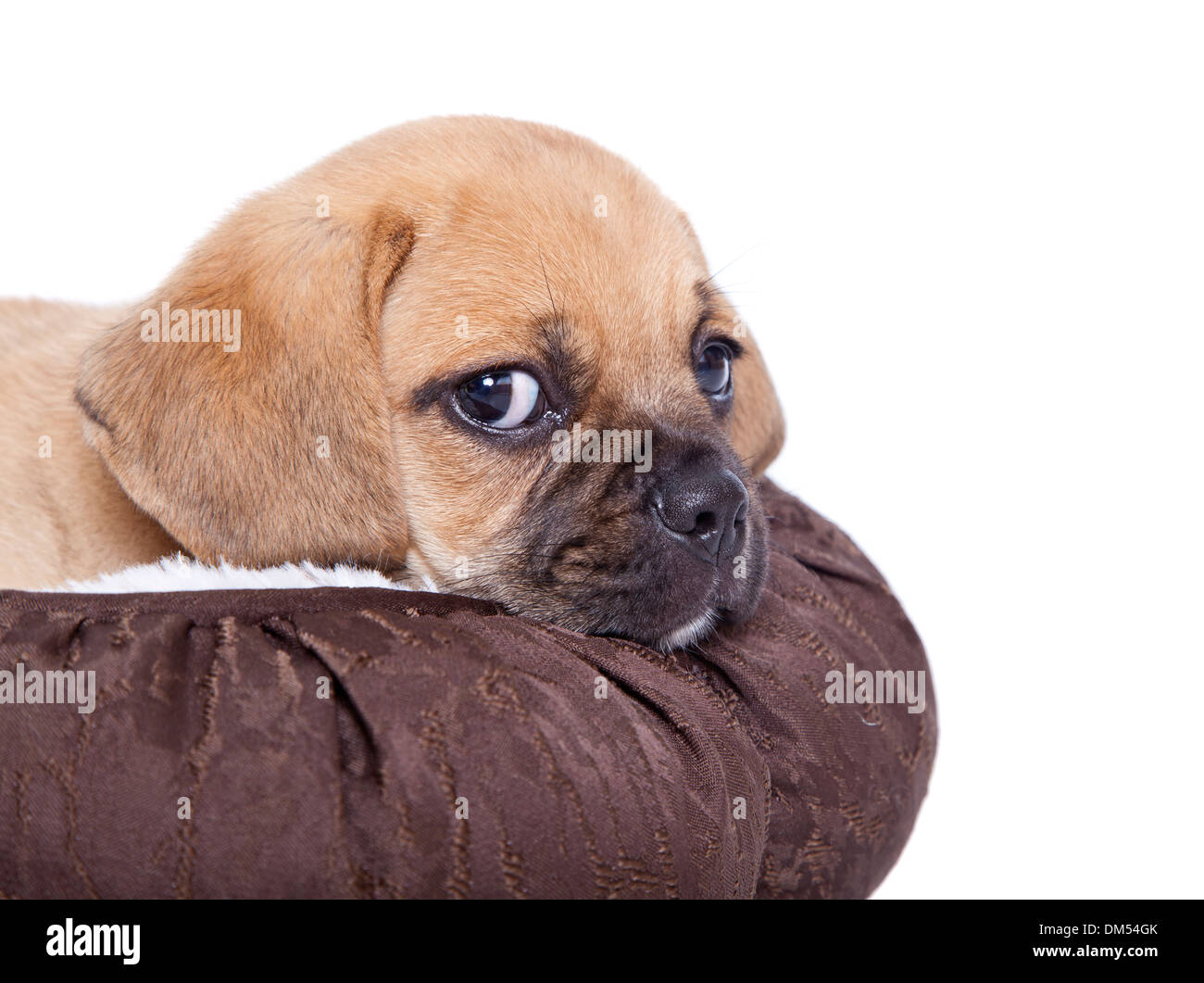 Cute Puggle puppy isolated on white background Stock Photo - Alamy