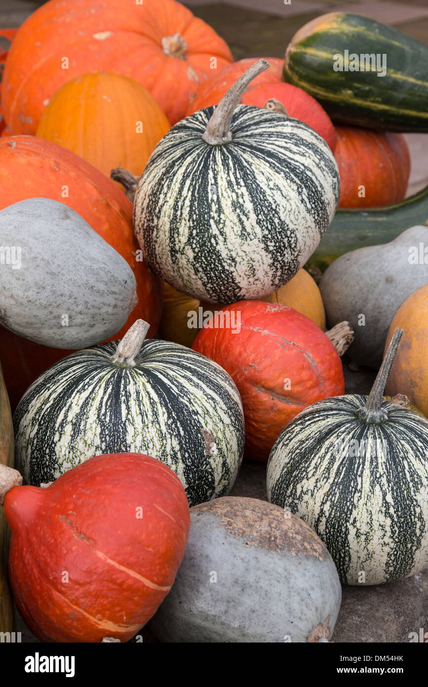 Different varieties of Pumpkins on show, England, UK Stock Photo - Alamy